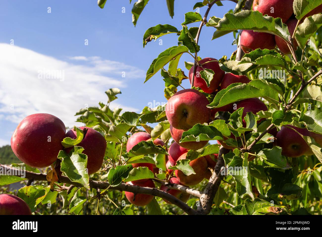 Organic apples. Fruit without chemical spraying. Orchard Stock Photo ...