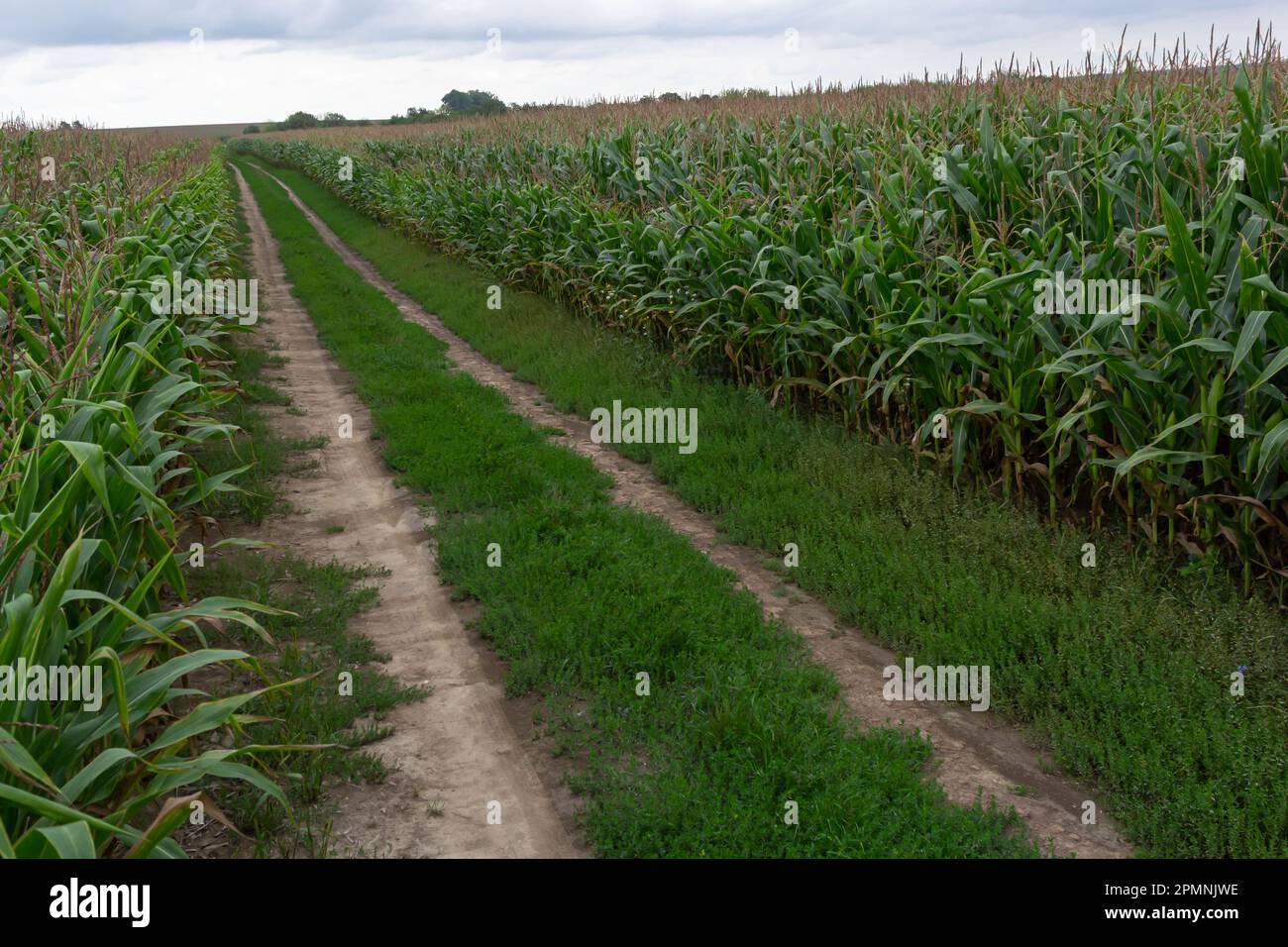 close up Corn field in the countryside, The larvae are not harvested ...