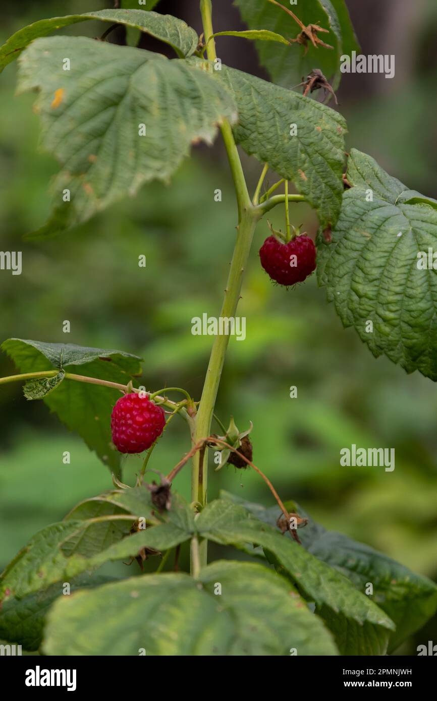 Panorama raspberries on branch background hi-res stock photography and ...