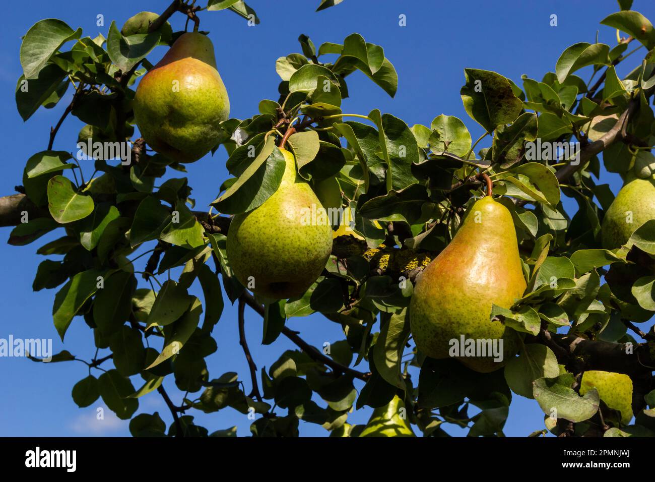 Pear tree. Pear green garden with fruit. Natural environment, outdoors ...
