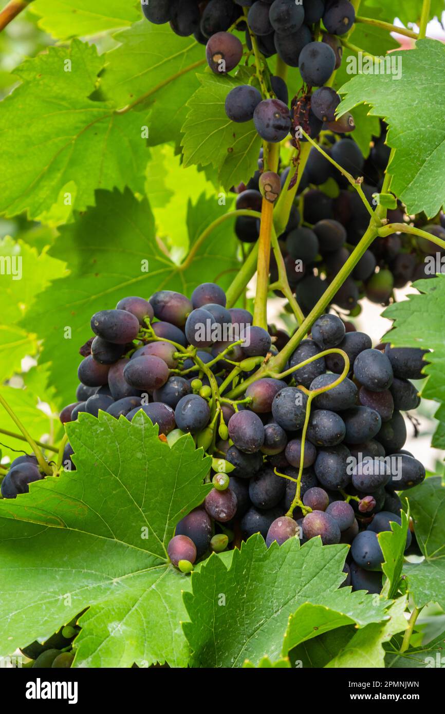 Ripe grapes grow on bushes. Bunch of grapes before harvest Stock Photo ...
