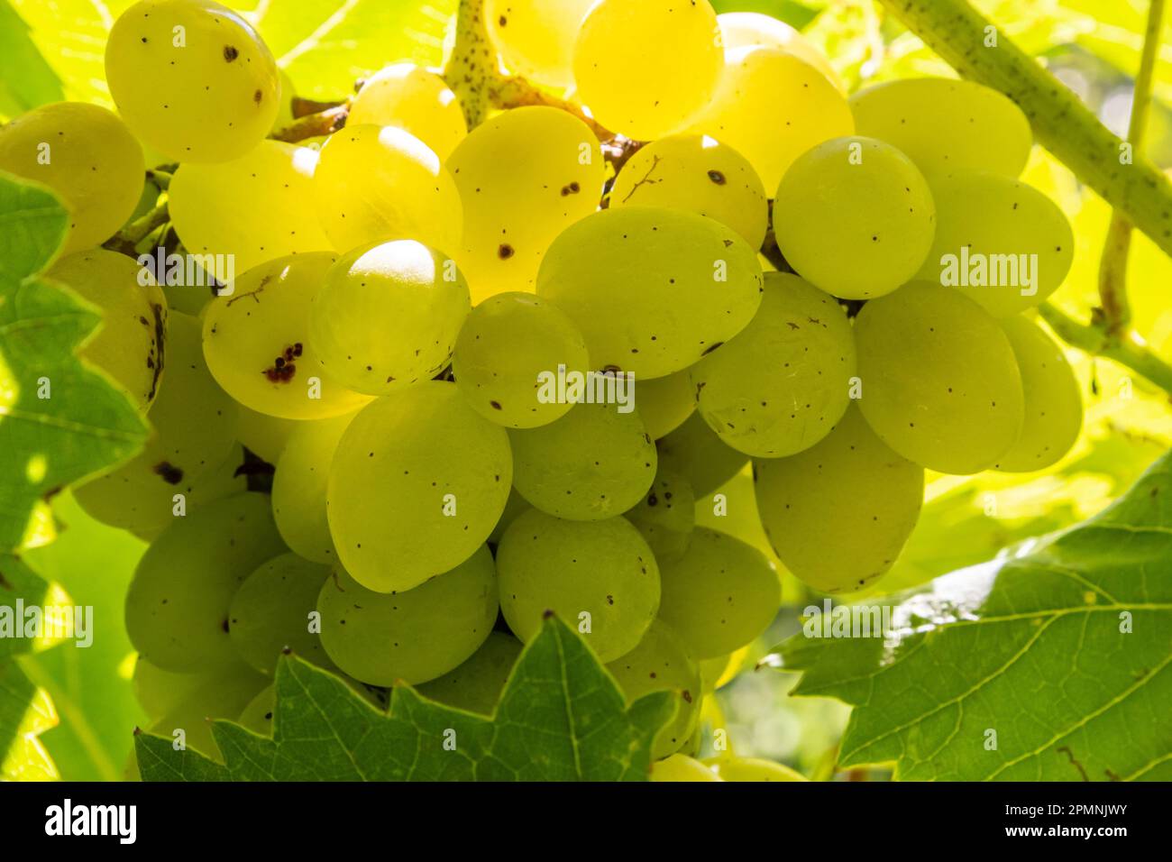 Plantation of white grapes hi-res stock photography and images - Alamy