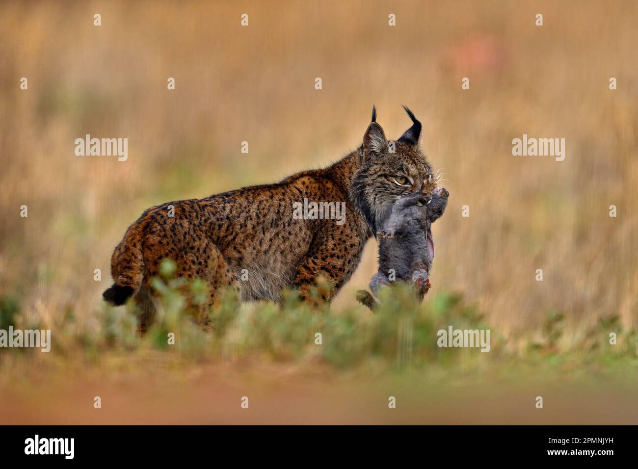 Spain wildlife. Iberian lynx, with catch hare, wild cat endemic to ...