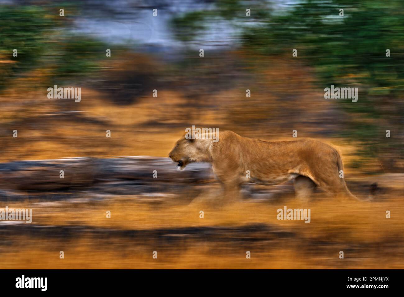 Artistic photo, blur motion art - lion. Botswana wildlife. Lion, fire ...