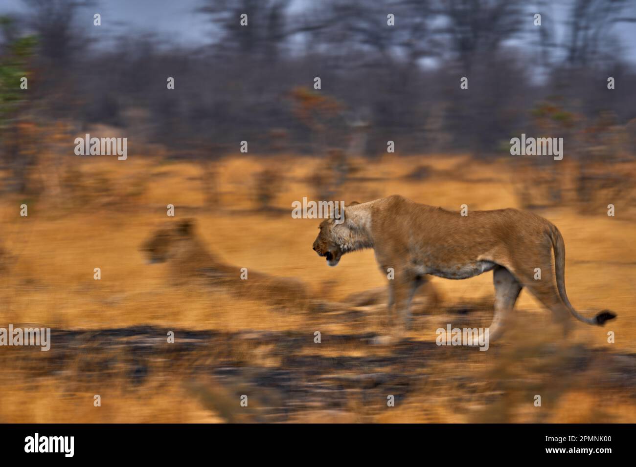 Artistic photo, blur motion art - lion. Botswana wildlife. Lion, fire ...