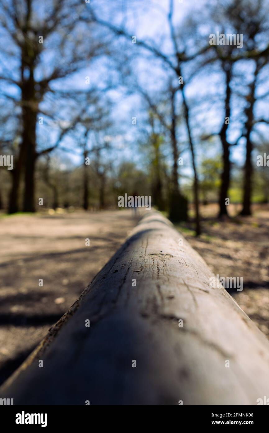 The Hidden forest Stock Photo - Alamy