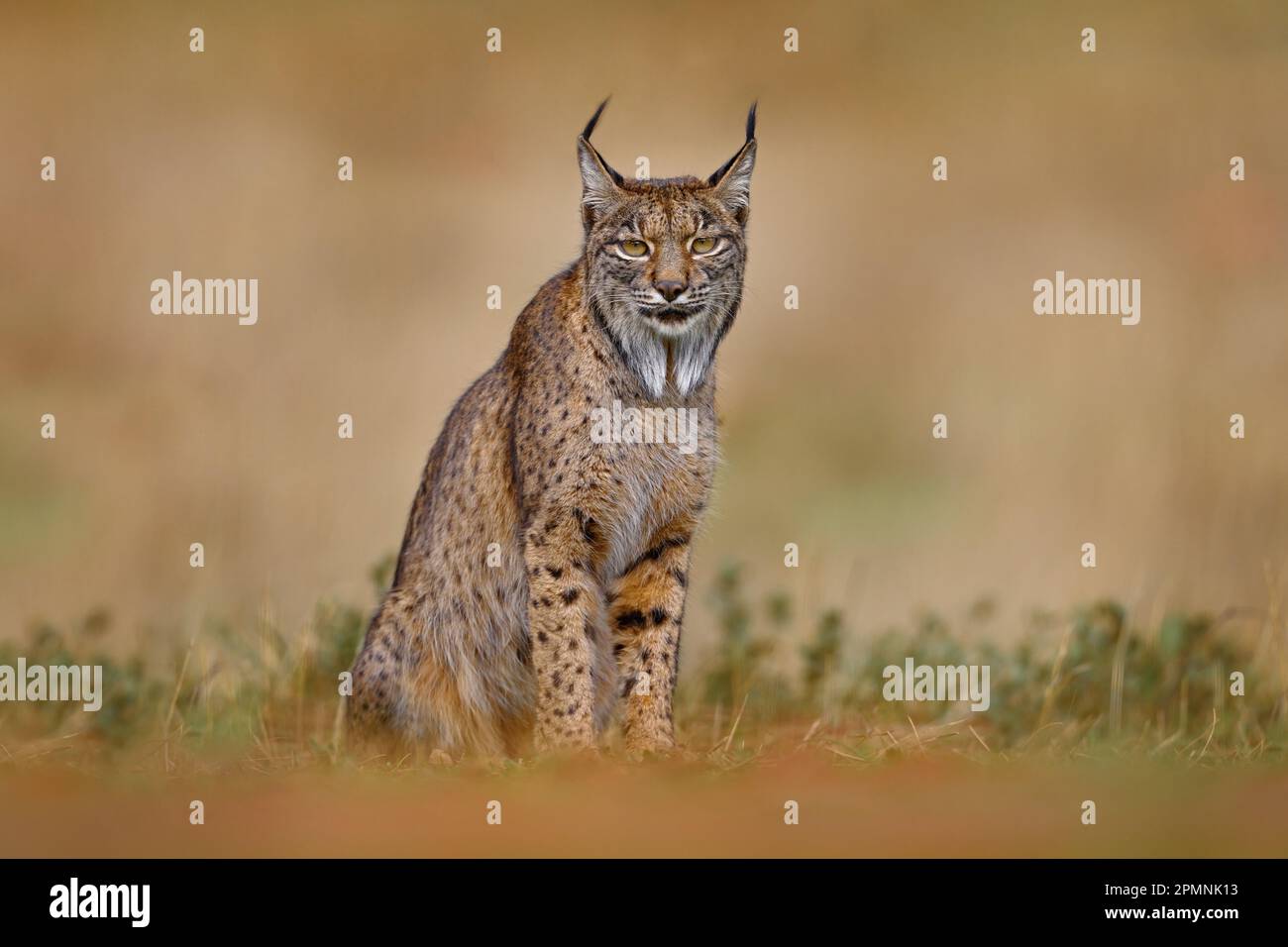 Spain wildlife. Iberian lynx, Lynx pardinus, wild cat endemic to ...