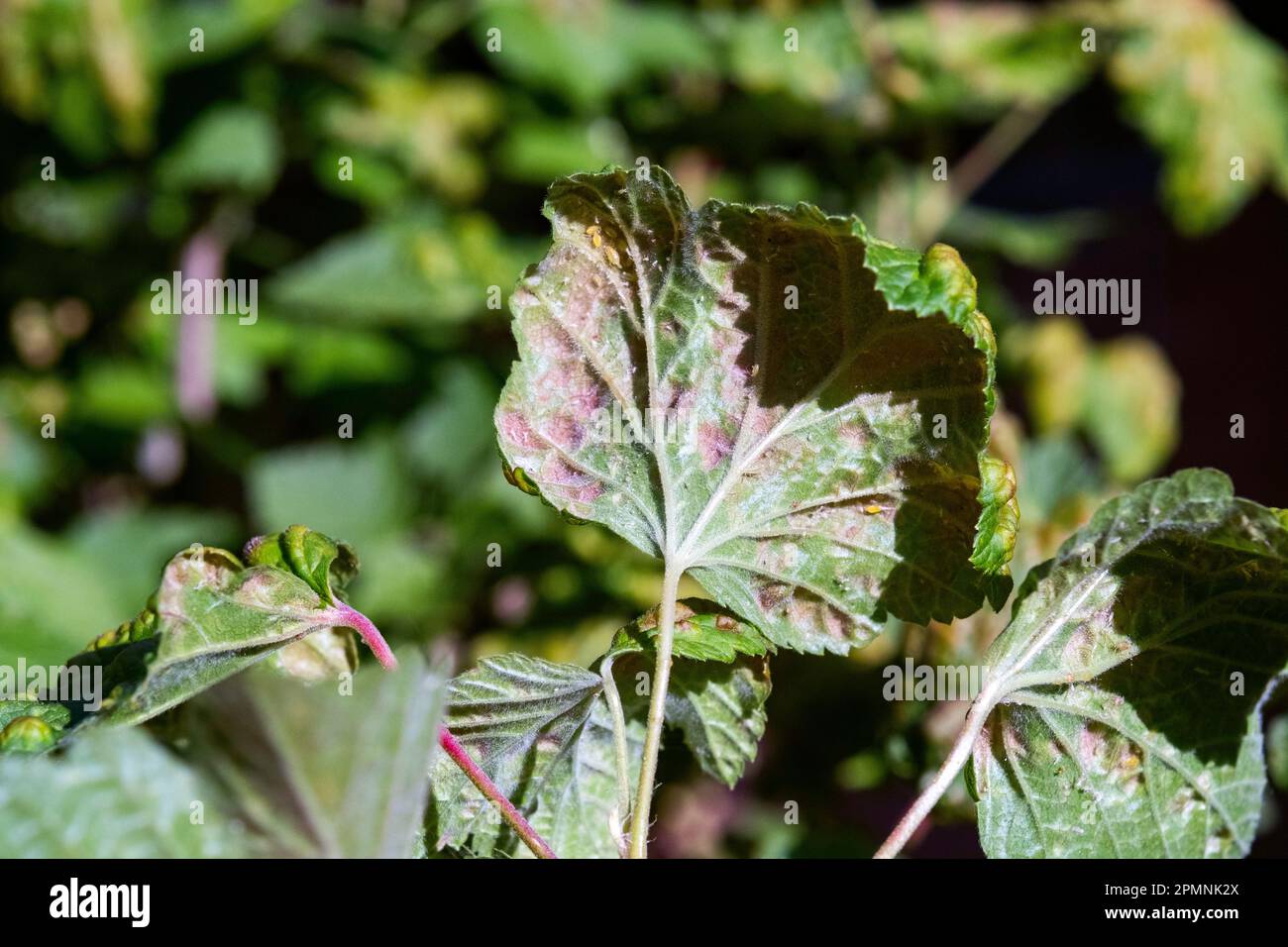 Johannisbeeren ribes redcurrant hi-res stock photography and images - Alamy
