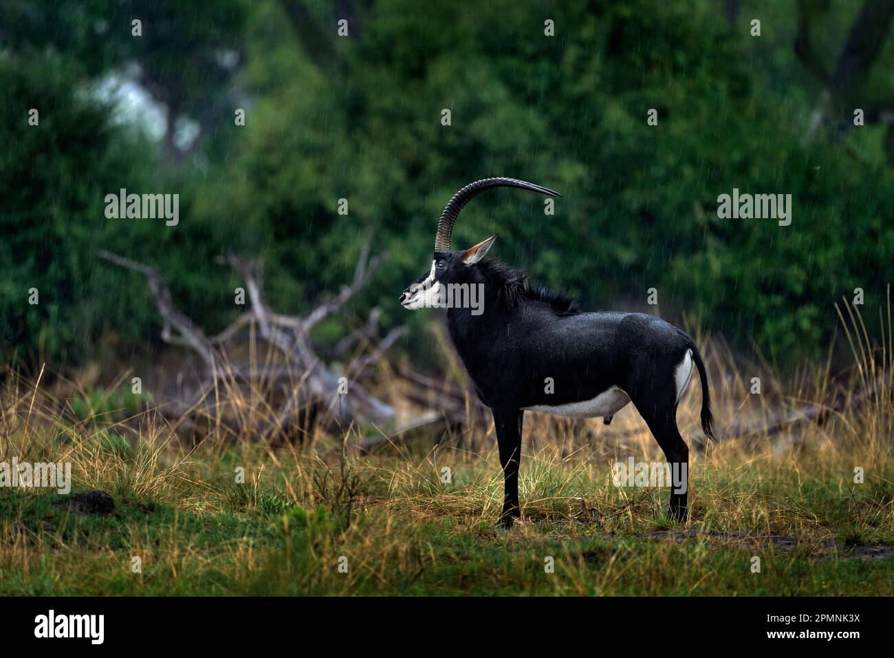 Sable antelope, Hippotragus niger, savanna antelope found in Botswana ...