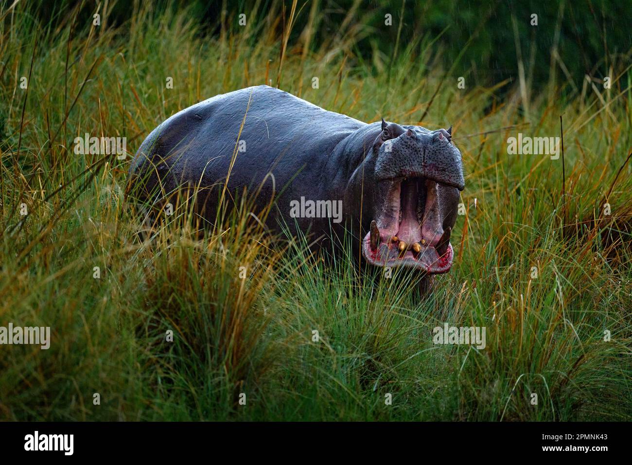 Botswana, wildlife, Hippo with open mouth muzzle with toouth, danger ...
