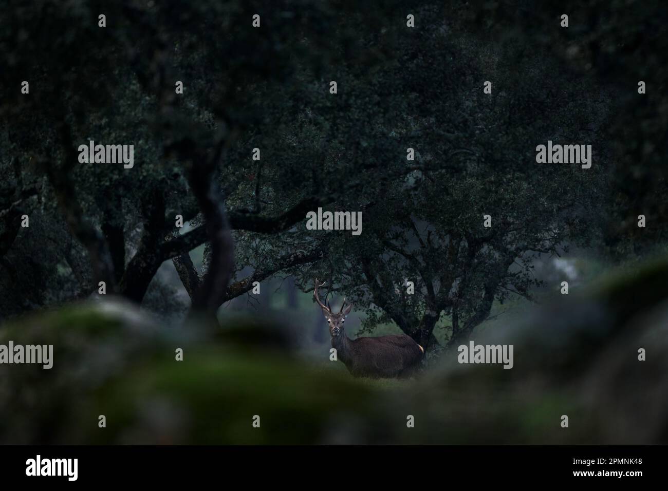 Sierra de andujar national park hi-res stock photography and images - Alamy
