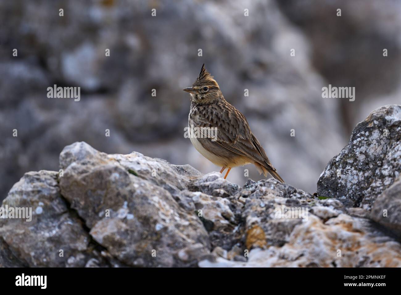 Lark from Spain. Thekla's lark, Galerida theklae, bird that breeds on ...