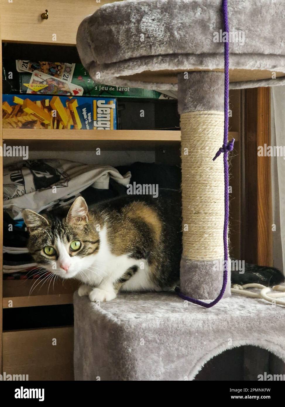 Real scratching tree hi-res stock photography and images - Alamy