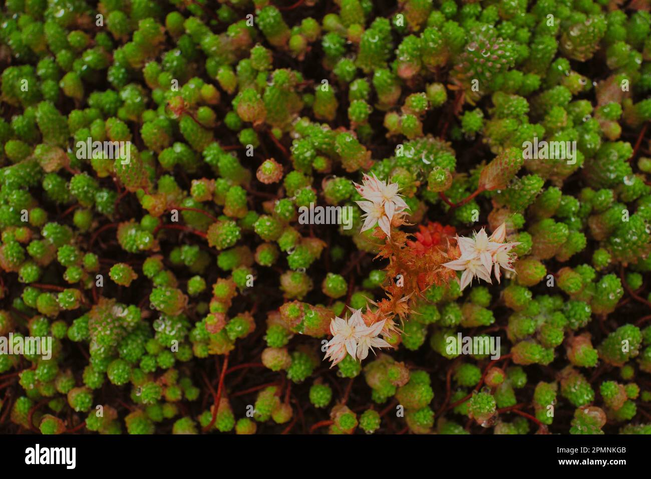 flower of moss Stock Photo - Alamy