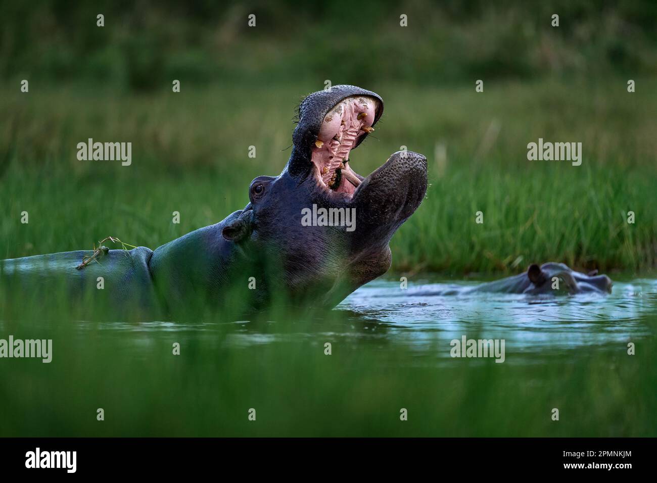 African Hippo, Hippopotamus amphibius capensis, with evening sun ...