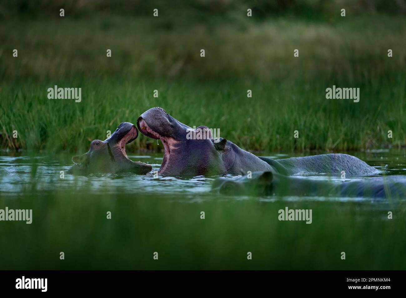 Hippo with birds. African Hippopotamus, Hippopotamus amphibius capensis ...