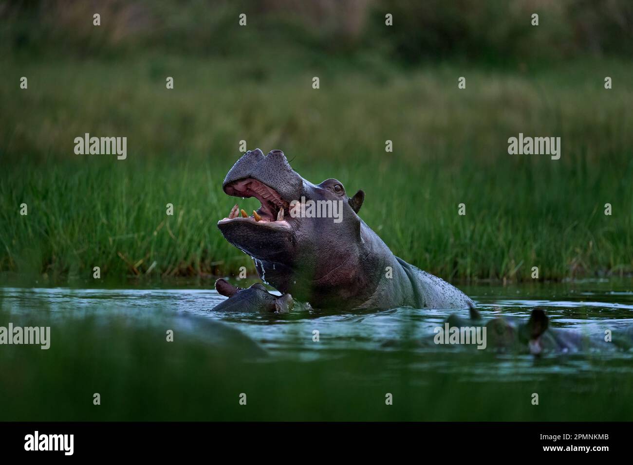 Hippo with birds. African Hippopotamus, Hippopotamus amphibius capensis ...