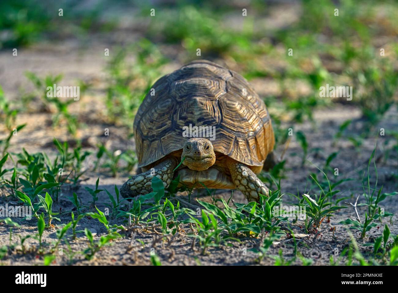 Leopard tortoise, Stigmochelys pardalis, on the orange gravel road ...