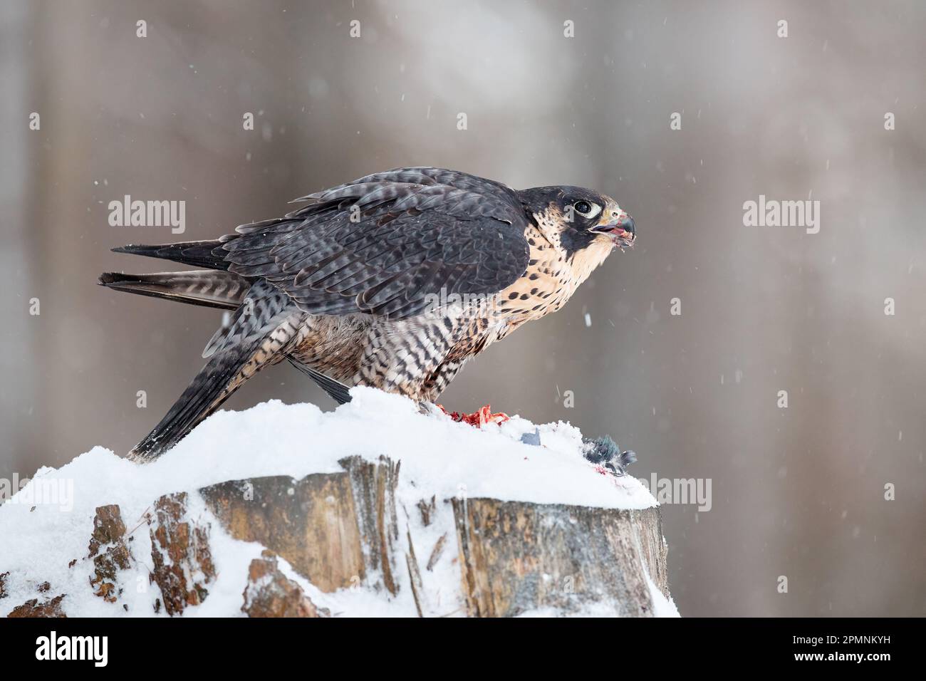 Peregrine Falcon, bird of prey sitting on the tree stump with catch ...