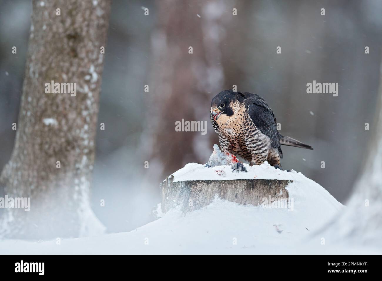 Peregrine Falcon, bird of prey sitting on the tree stump with catch ...