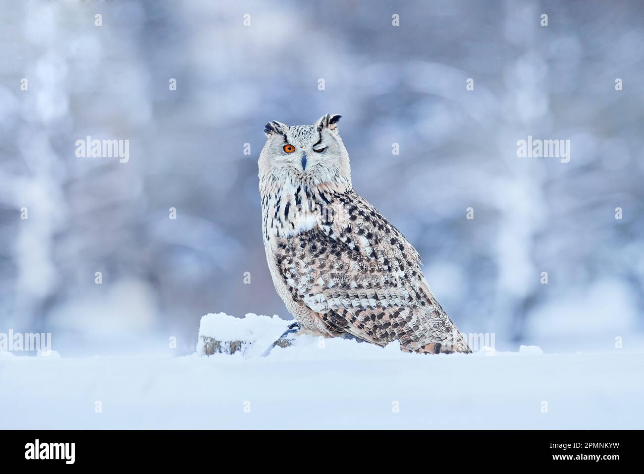 Winter scene with Big Eastern owl in the nature taiga habitat, Russia ...