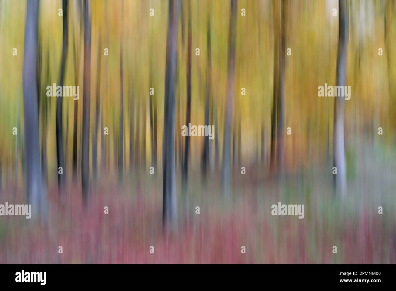 An abstract picture using intentional camera movement of golden ...