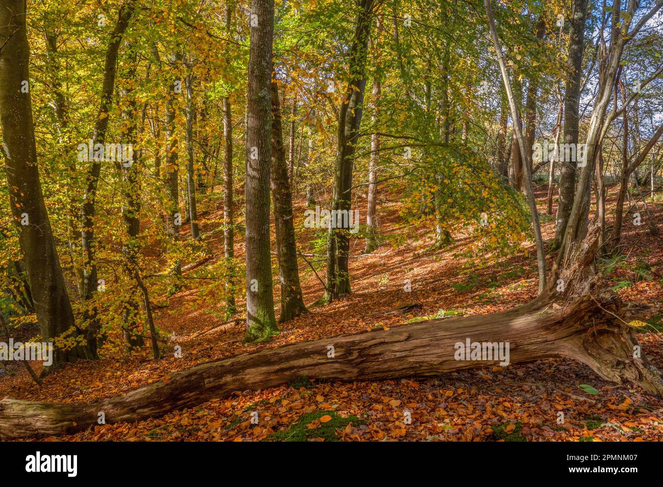 Golden autumn colours in the woodlands near Midhurst Stock Photo - Alamy