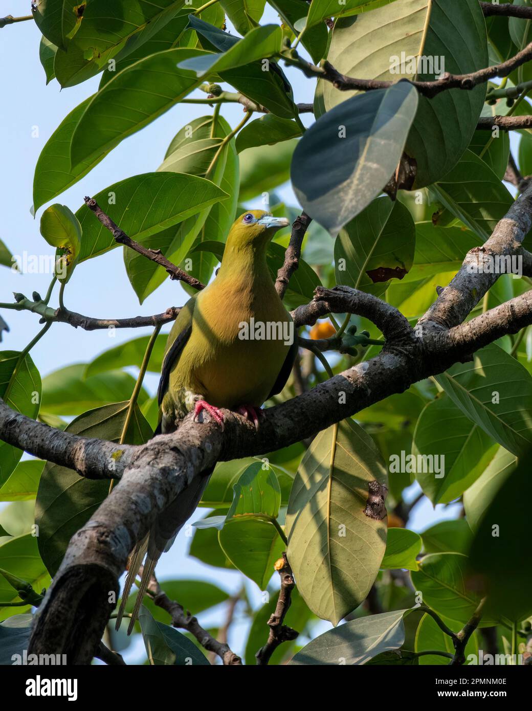 Pin-tailed green pigeon (Treron apicauda) observed in Rongtong in West ...