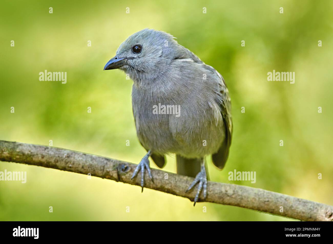 Wildlife Costa Rica. Palm Tanager, Thraupis palmarum, bird in the green ...