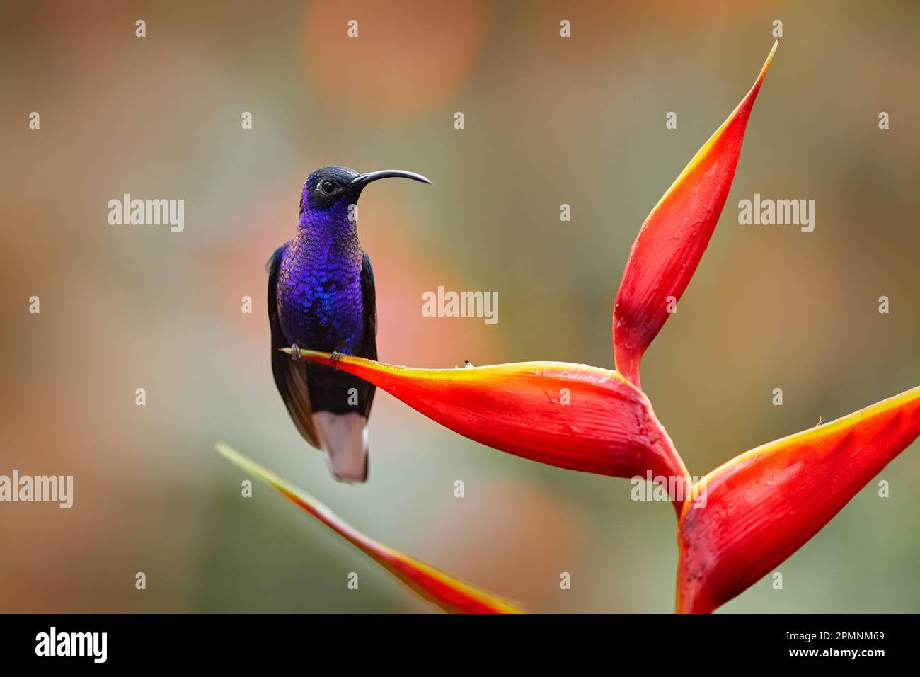Wildlife in tropic Chiapas. Mexico. Hummingbird violet Sabrewing, big ...