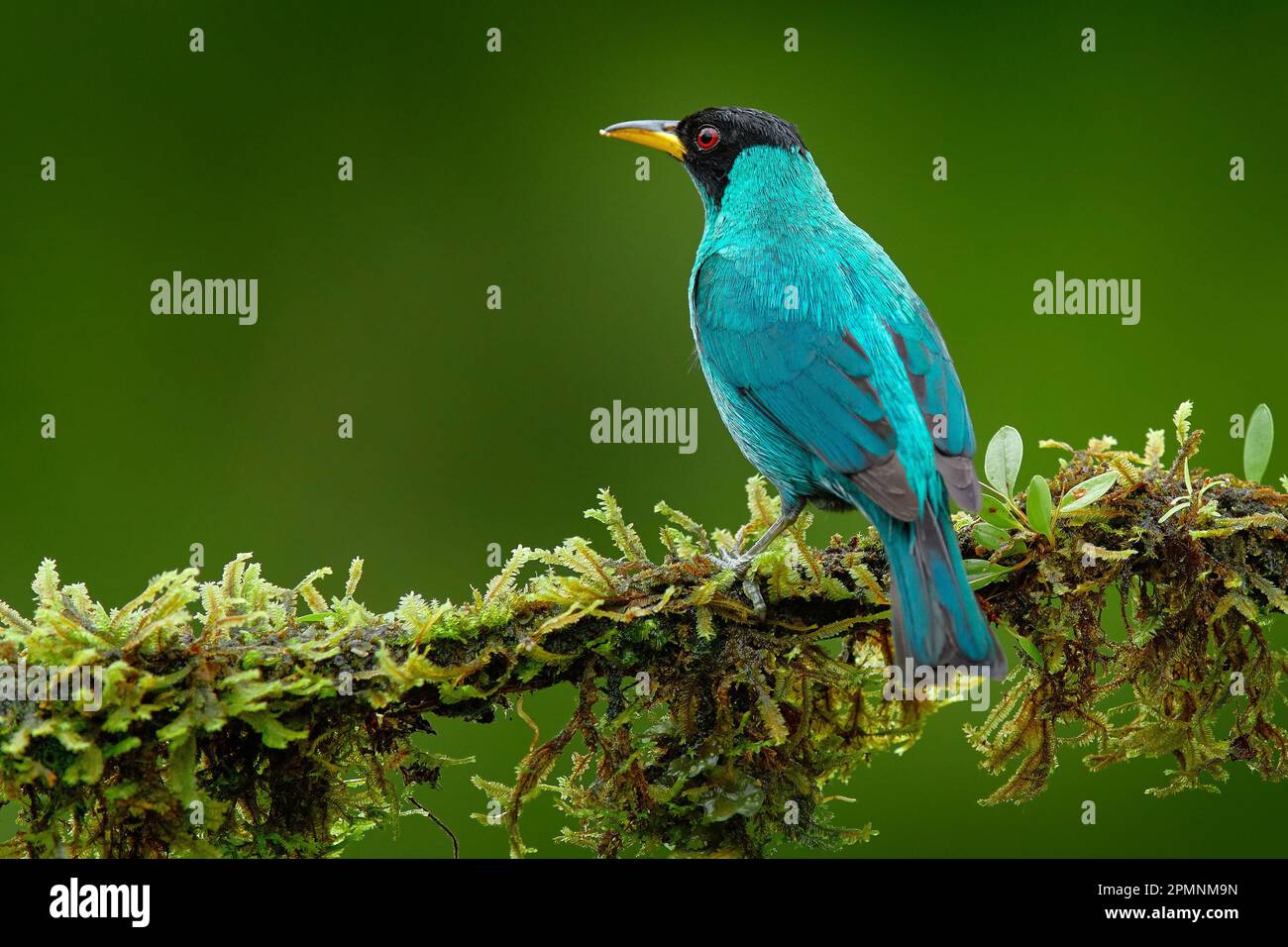 Tanager from tropical forest. Wildlife scene, bird love in habitat ...