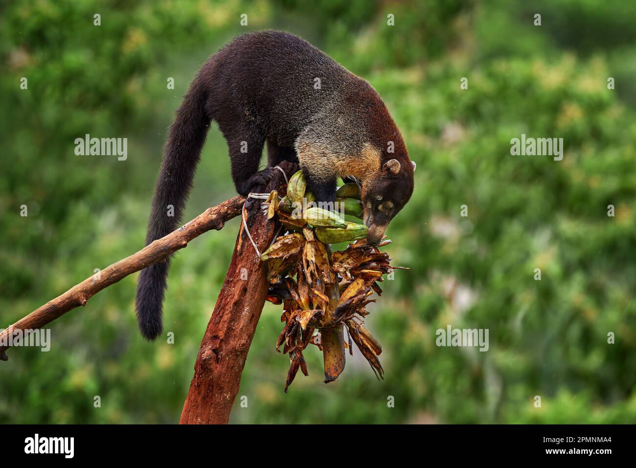 White-nosed Coati, Nasua narica, green grass habitat National Park ...