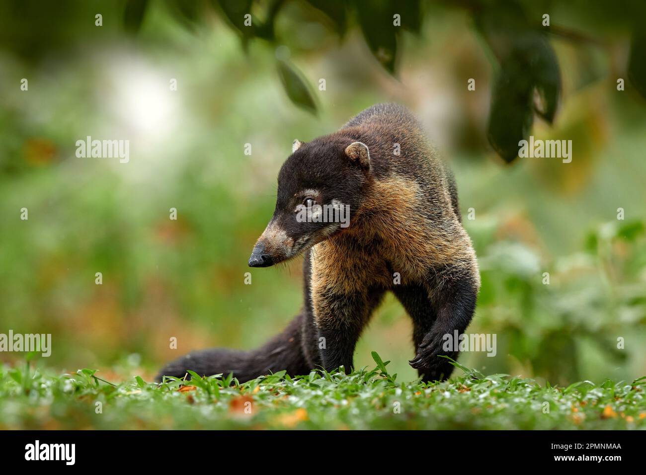 White-nosed Coati, Nasua narica, green grass habitat National Park ...