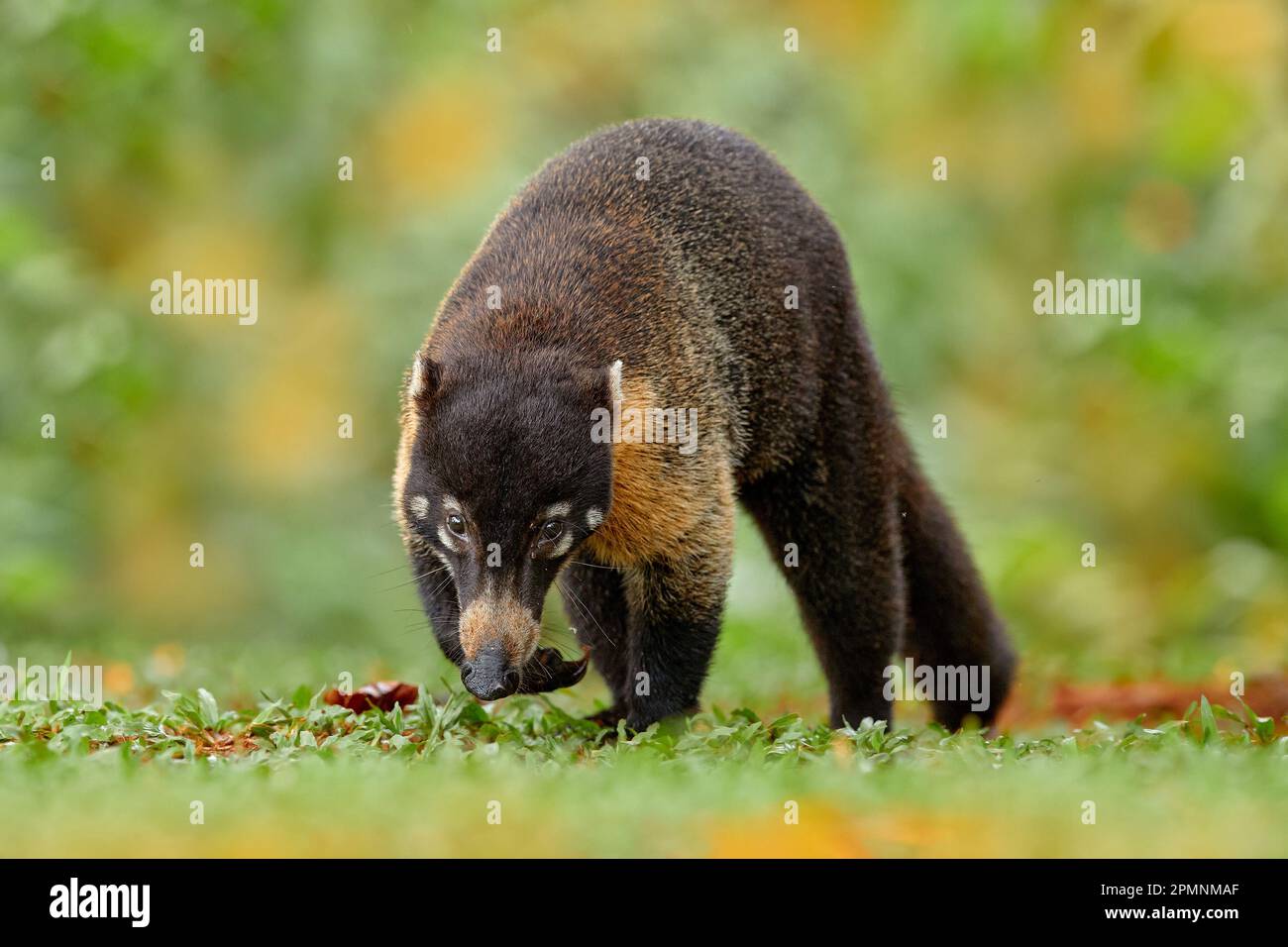 White-nosed Coati, Nasua narica, green grass habitat National Park ...