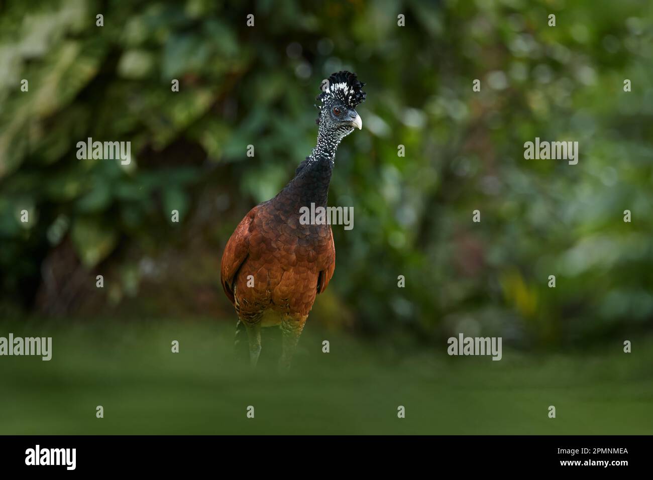 Great Curassow, Crax rubra, big black bird with yellow bill in the ...