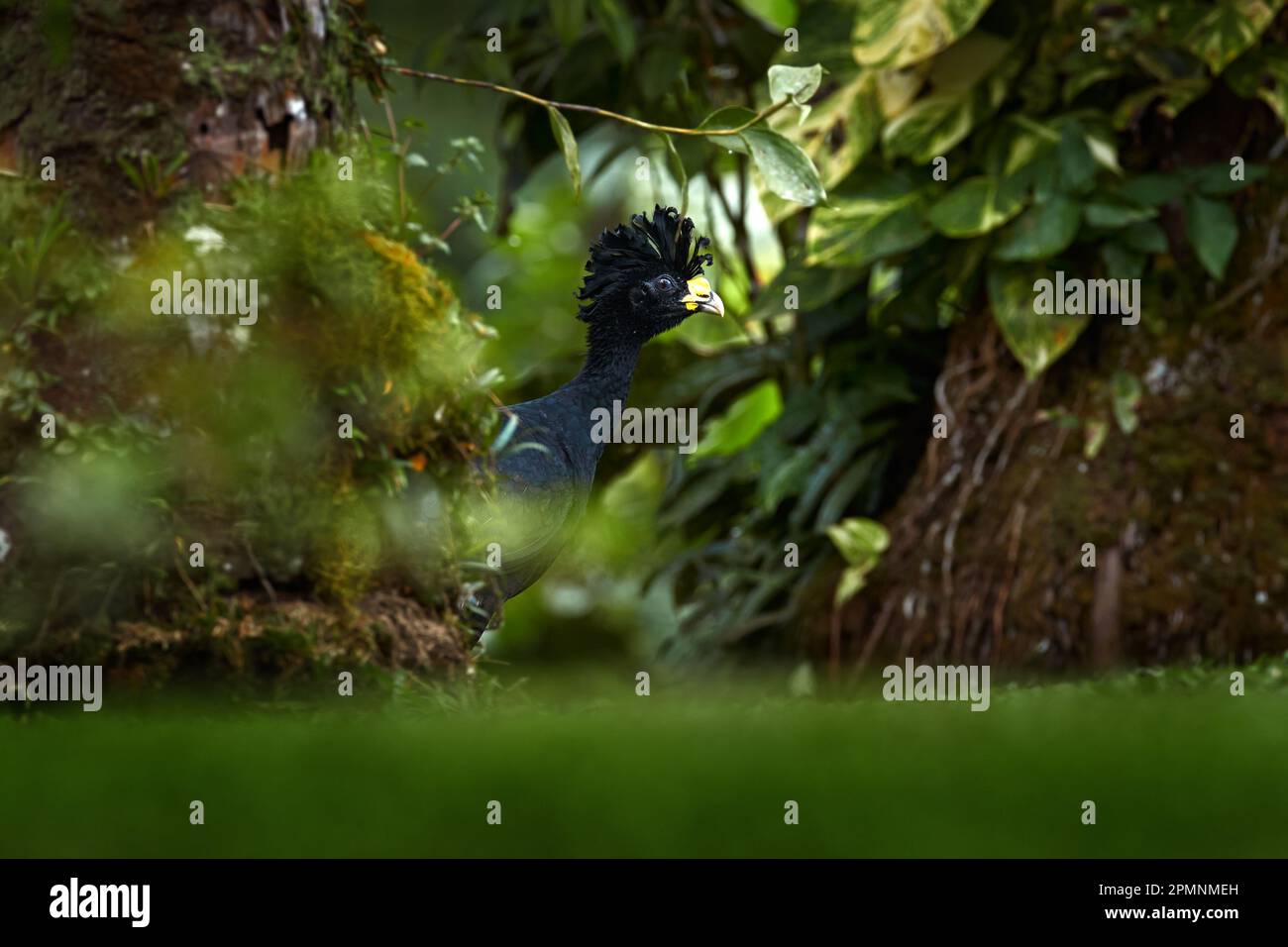 Great Curassow, Crax rubra, big black bird with yellow bill in the ...