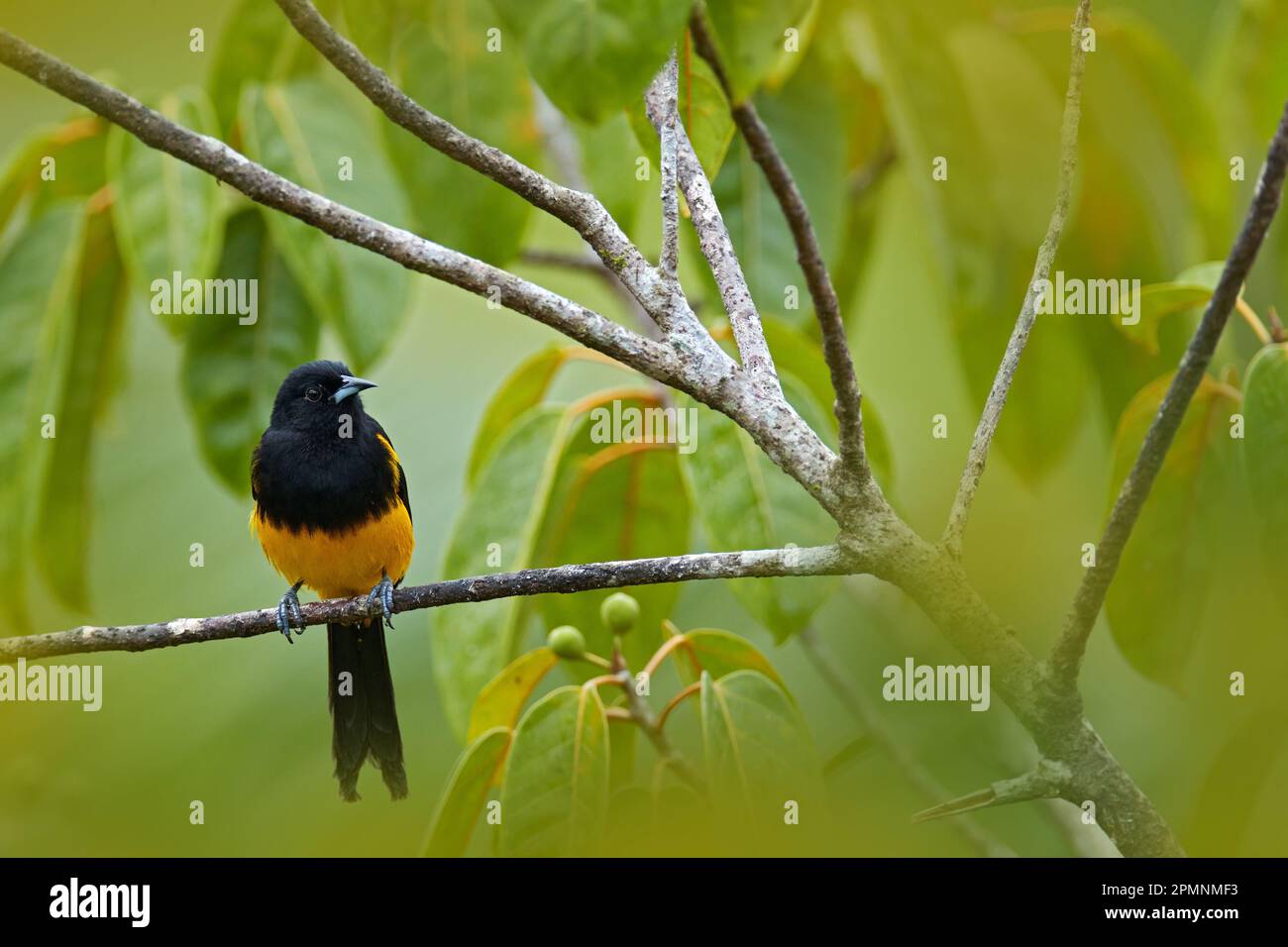 Yellow black mountain bird in the dark green jungle forest. Black ...