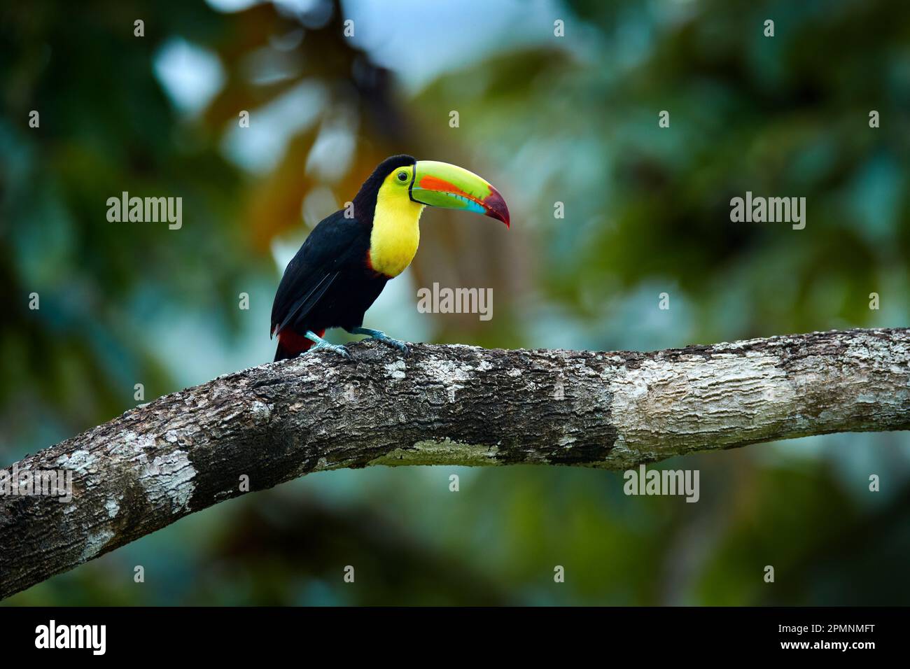 Mexico wildlife. Toucan sitting on the branch in the forest, green ...