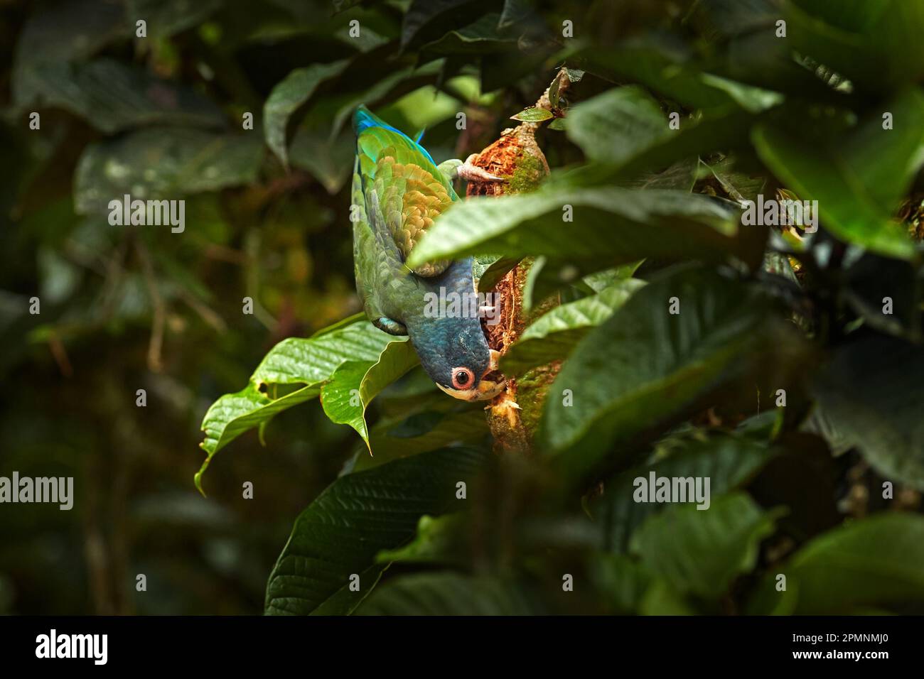 Wildlife Mexico, parrot. White-crowned Pionus, Pionus senilis, in ...