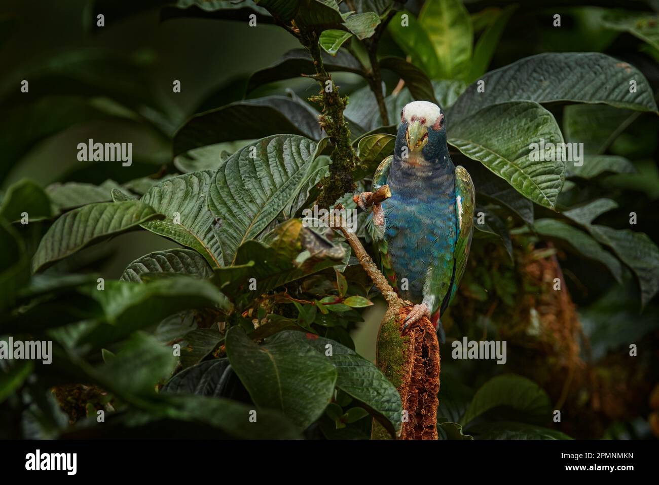Wildlife Mexico, parrot. White-crowned Pionus, Pionus senilis, in ...