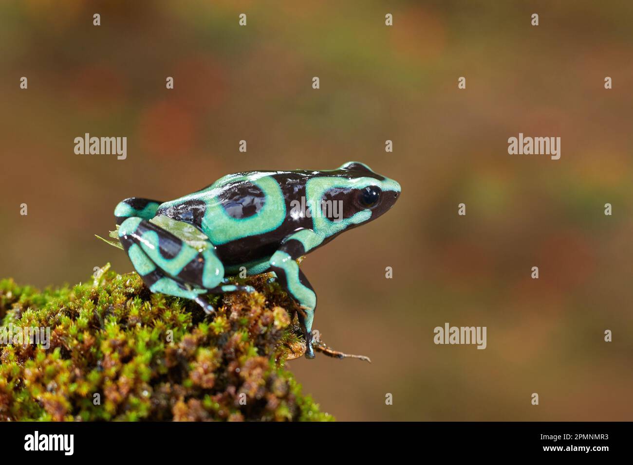 Tropic wildlife. Poison frog from jungle forest, Costa Rica . Green ...