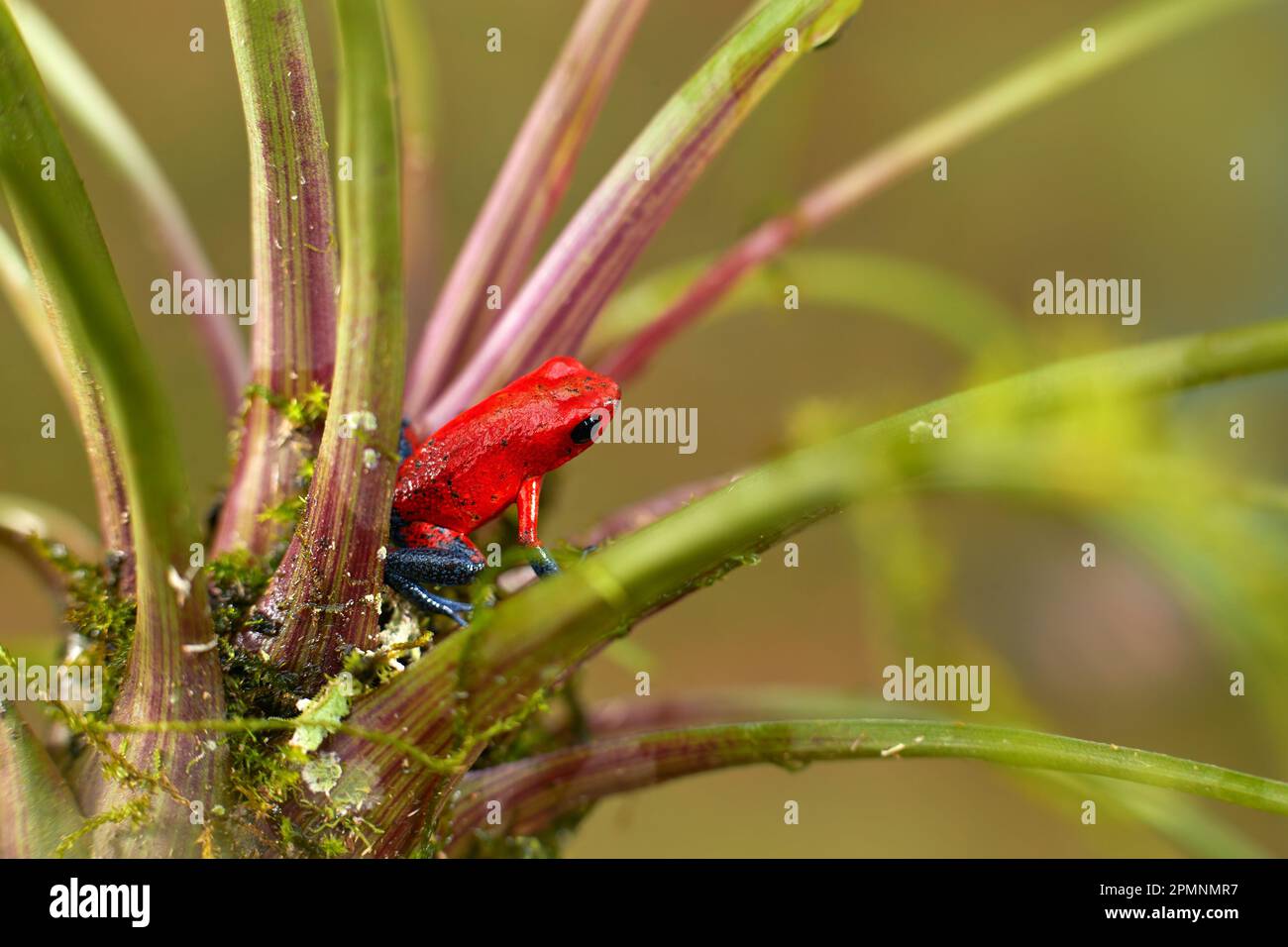 Wildlife tropic. Red-eyed Tree Frog, Agalychnis callidryas, animal with ...