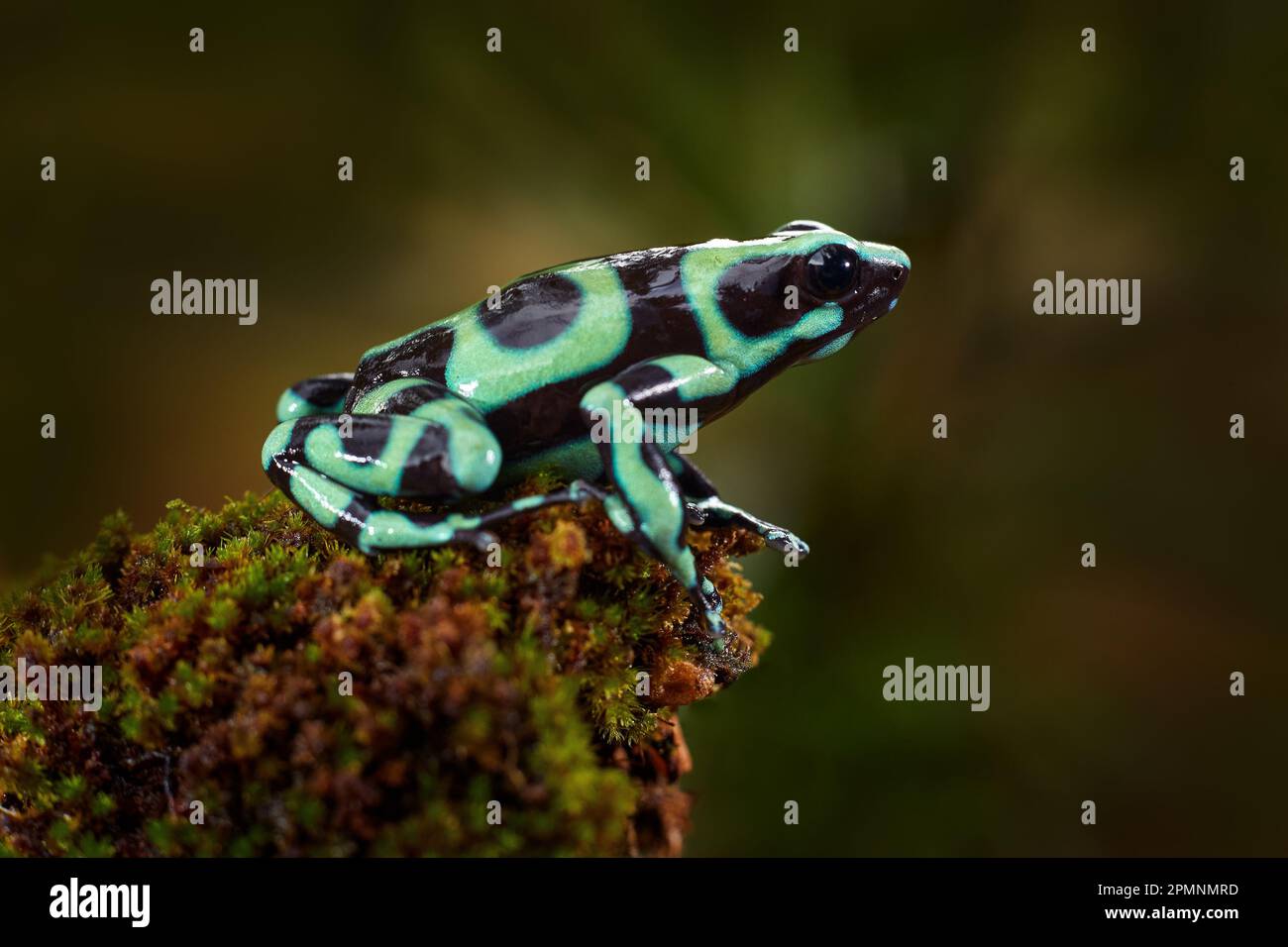 Tropic wildlife. Poison frog from jungle forest, Costa Rica . Green ...