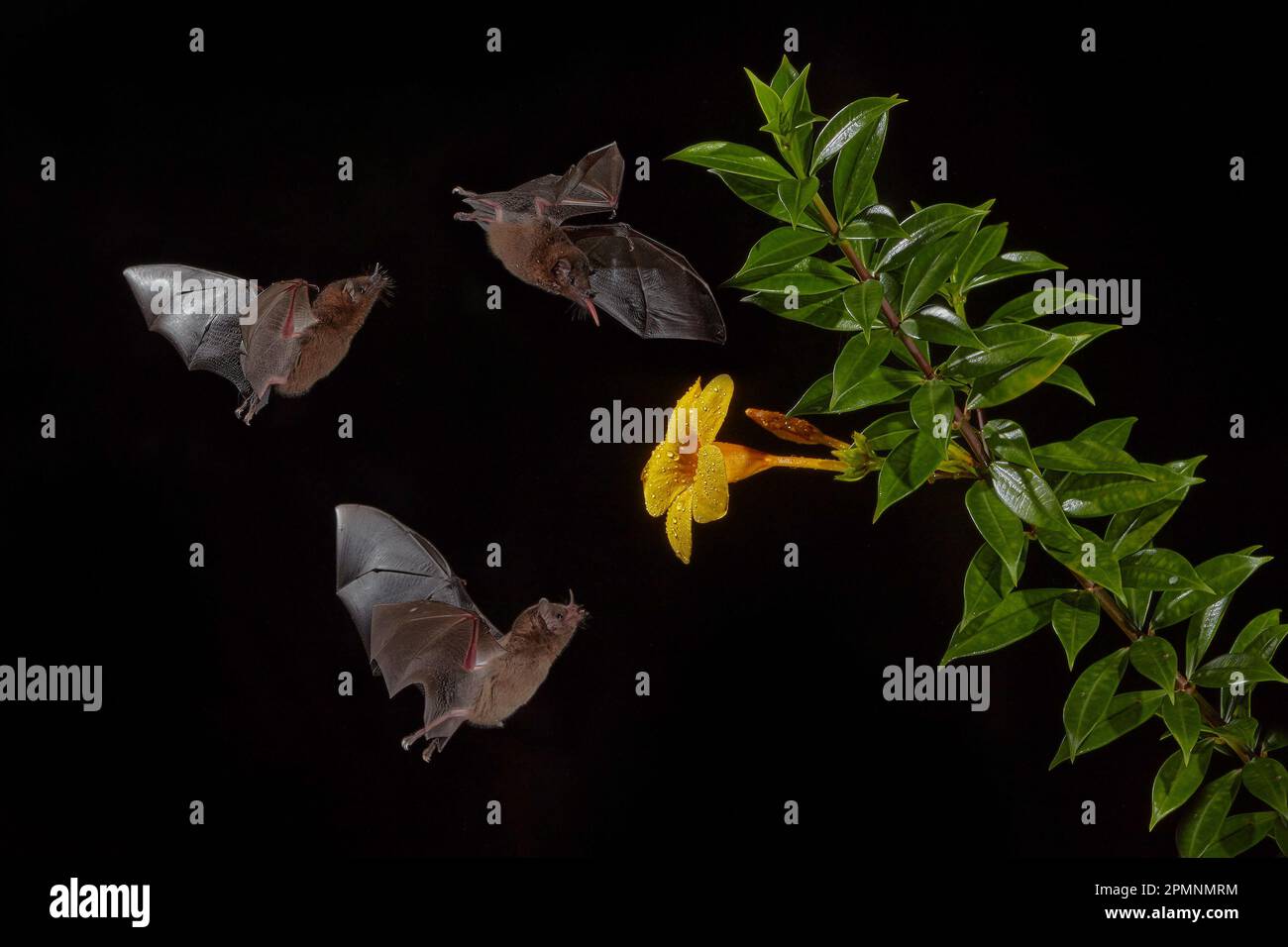 Nature in Costa Rica. Orange nectar bat, Lonchophylla robusta, flying ...
