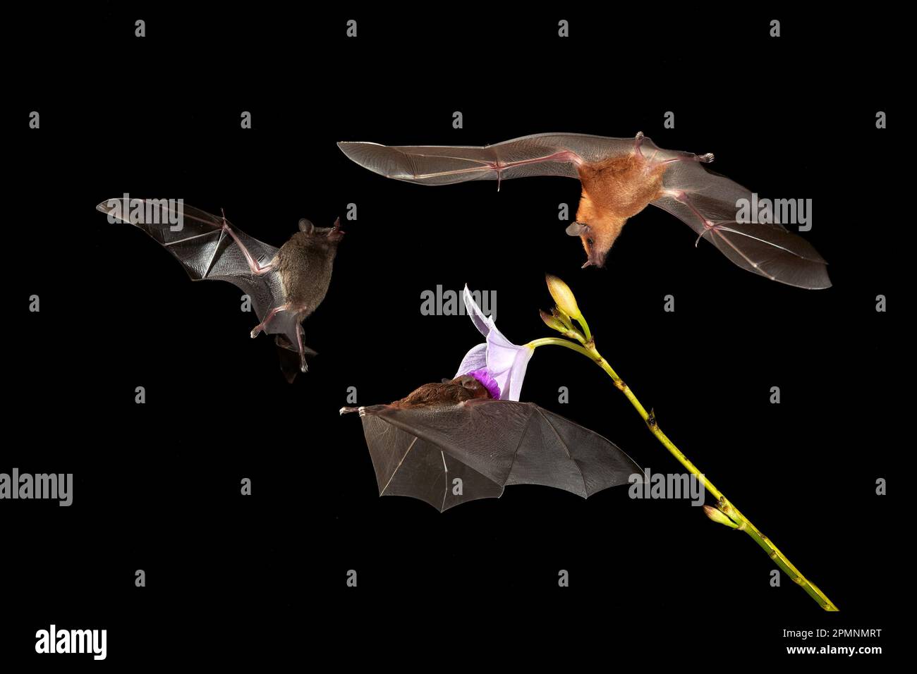 Wildlife in Costa Rica. Orange nectar bat, Lonchophylla robusta, flying ...
