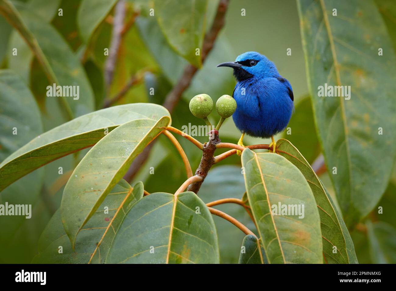 Blue tropic bird, close-up portrait. Shining Honeycreeper, Cyanerpes ...