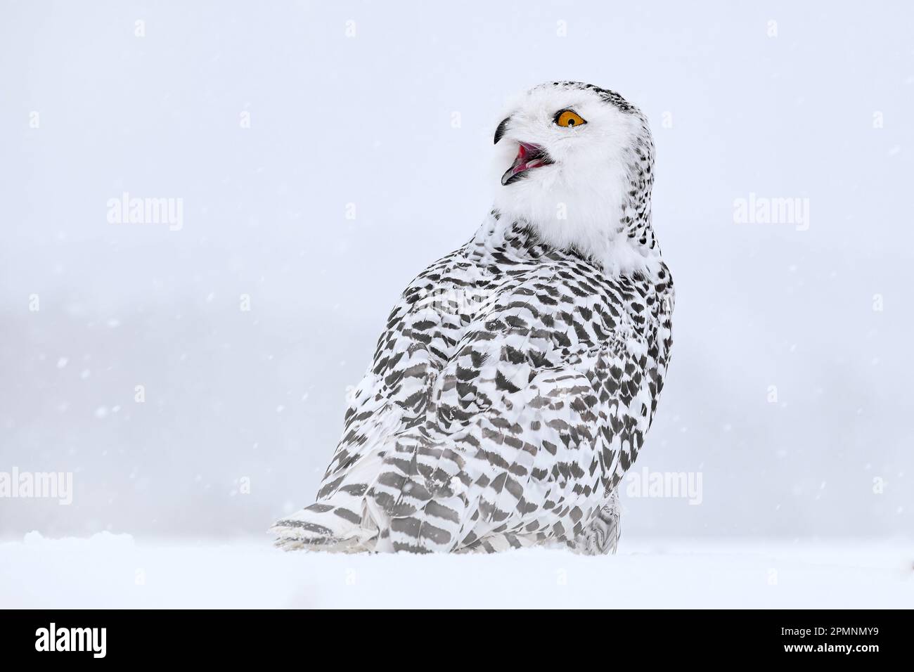 Cold winter. Snowy owl sitting on the snow in the habitat. White winter ...