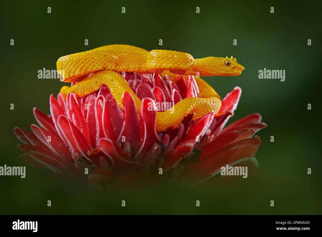 Snake from Ecuador. Bothriechis schlegeli, Yellow Eyelash Palm Pitviper ...