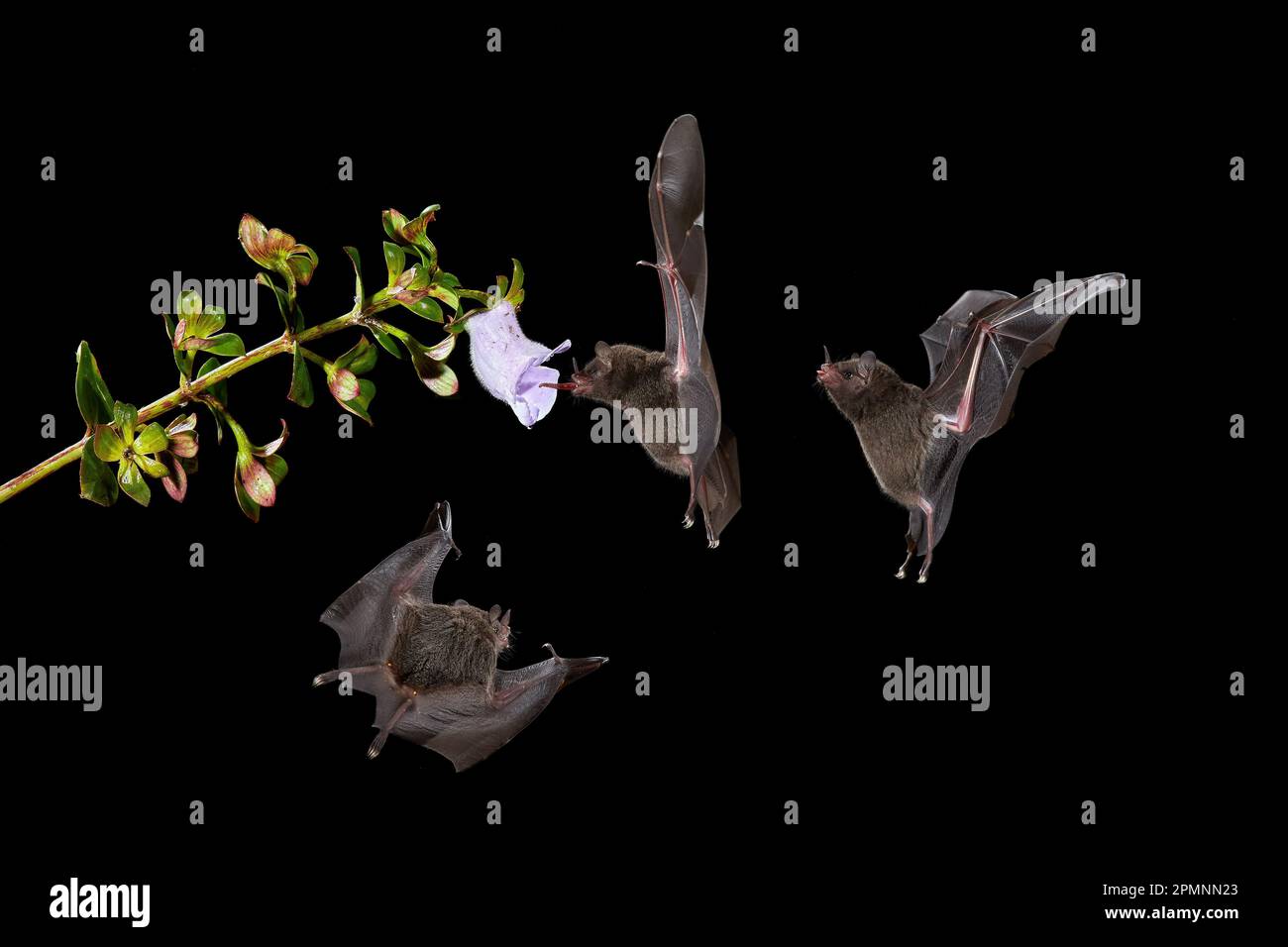 Nocturnal animal in flight with red feed flower. Wildlife action scene ...