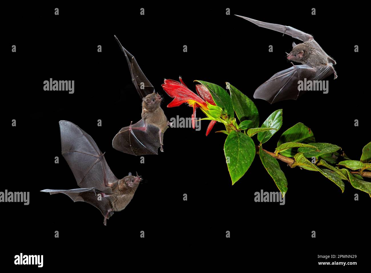 Nocturnal animal in flight with red feed flower. Wildlife action scene ...
